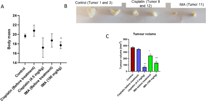 Antitumor effect of Iso-mukaadial acetate on MCF-7 breast cancer mice ...
