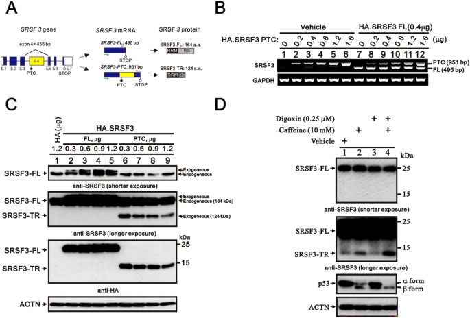 Factors affecting the expression and stability of full-length and ...