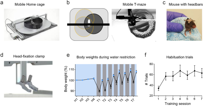 Hippocampal-dependent navigation in head-fixed mice using a floating ...