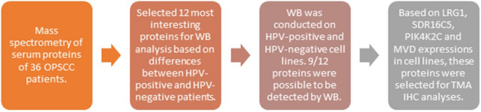 LRG1 and SDR16C5 protein expressions differ according to HPV status in oropharyngeal squamous ...