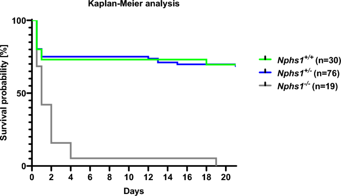 Quantifiable and reproducible phenotypic assessment of a constitutive ...