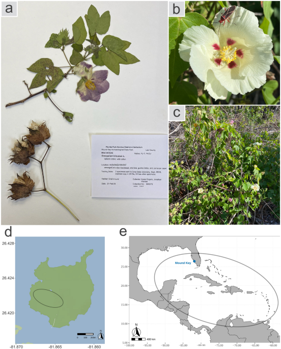 Origin and diversity of the wild cottons (Gossypium hirsutum) of Mound ...
