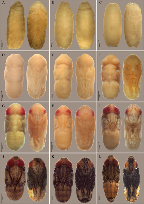 Development and intrapuparial characterization of Peckia (Euboettcheria ...