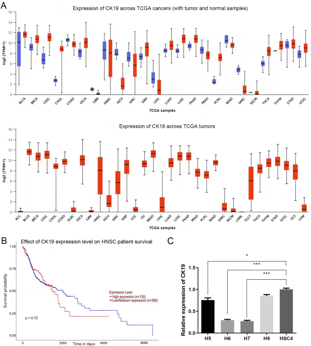 Silencing CK19 regulates ferroptosis by affecting the expression of ...