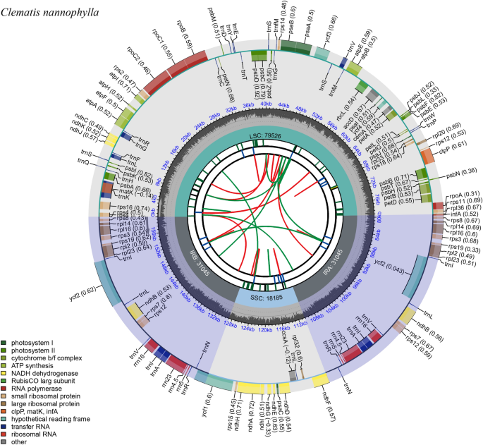 Phylogenomic analysis and dynamic evolution of chloroplast genomes of Clematis nannophylla ...