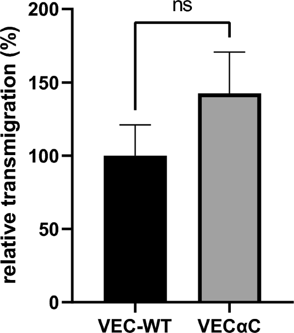 Conditions that promote transcellular neutrophil migration in vivo ...