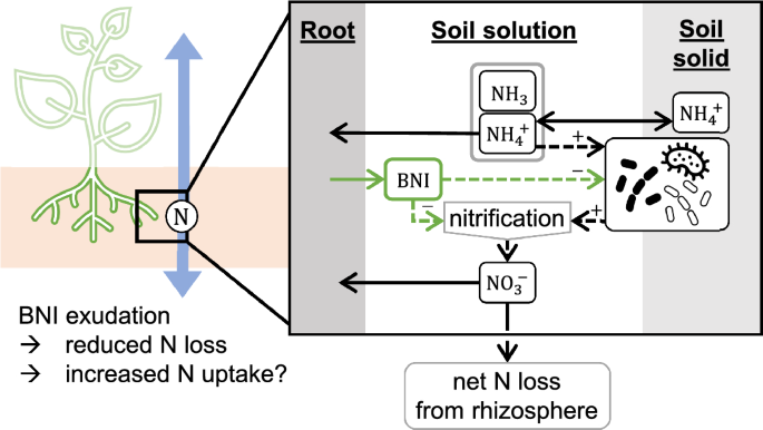 Benefits and limits of biological nitrification inhibitors for plant ...