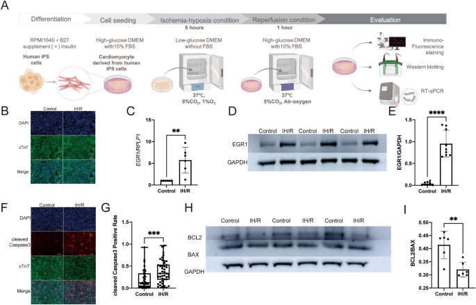 miR-124-3p downregulates EGR1 to suppress ischemia-hypoxia reperfusion ...