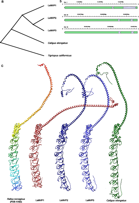Major vault protein is part of an extracellular cement material in the ...