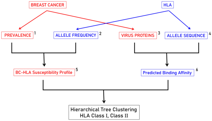 Breast cancer, viruses, and human leukocyte antigen (HLA) | Scientific ...