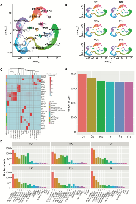 Single-cell transcriptome profiling highlights the importance of ...