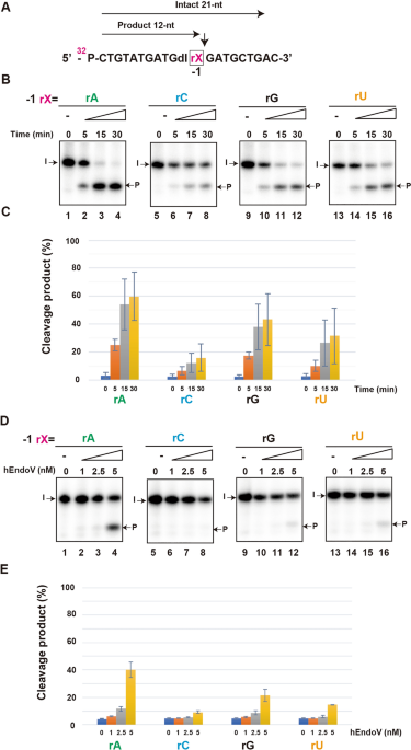 Base preference for inosine 3′-riboendonuclease activity of human ...