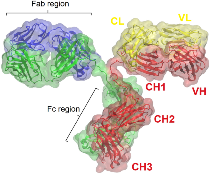 Exploiting the Fc base of IgG antibodies to create functional ...