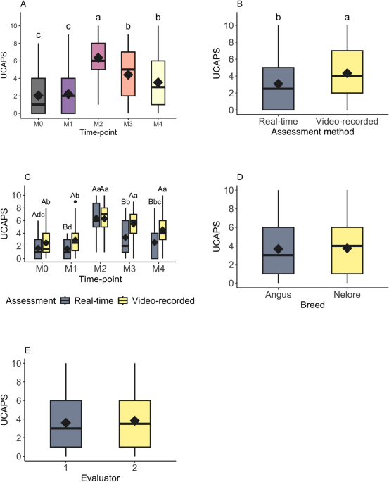 Real-time and video-recorded pain assessment in beef cattle: clinical ...