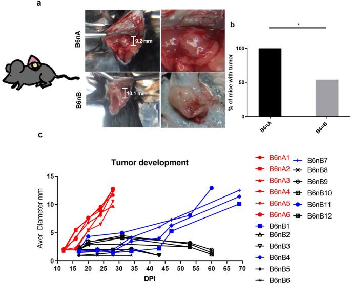 Microenvironment M1/M2 macrophages and tumoral progression vary within ...