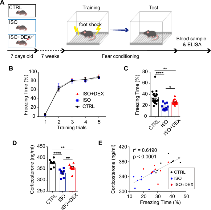 Zona incerta mediates early life isoflurane-induced fear memory ...