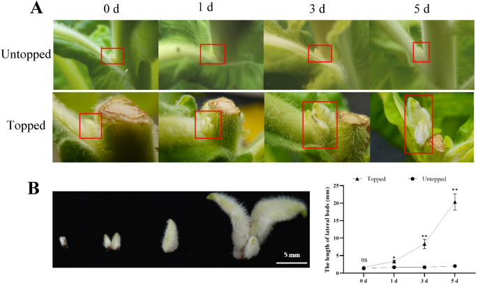 Integrative proteome and metabolome unveil the central role of IAA ...