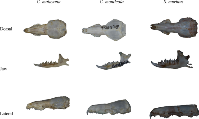 Functional data geometric morphometrics with machine learning for ...