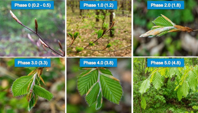 European beech spring phenological phase prediction with UAV-derived ...
