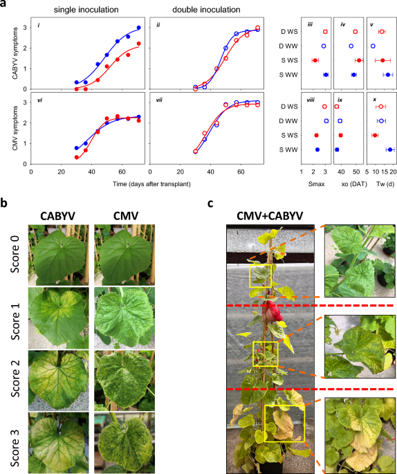 Interplay between drought and plant viruses co-infecting melon plants ...