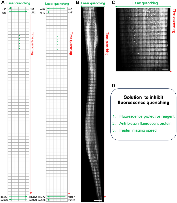 EDTP enhances and protects the fluorescent signal of GFP in cleared and ...