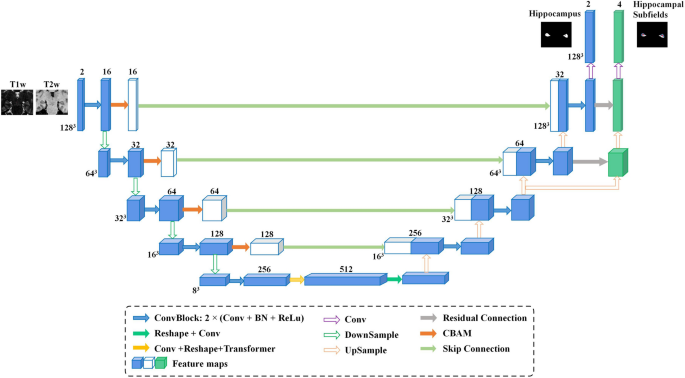 DSnet: a new dual-branch network for hippocampus subfield segmentation | Scientific Reports