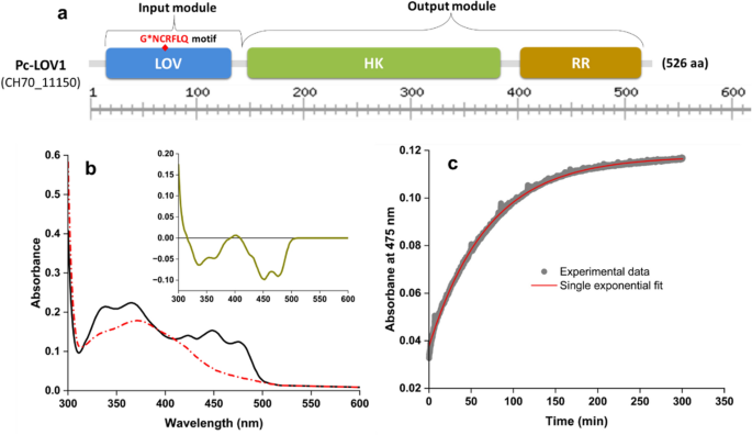 LOV1 protein of Pseudomonas cichorii JBC1 modulates its virulence and ...