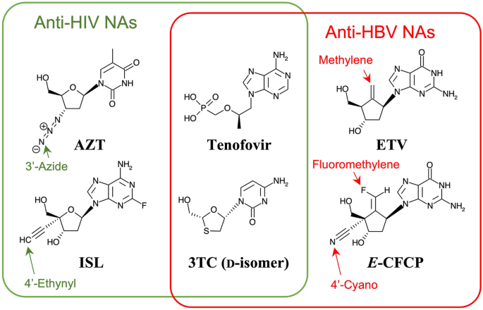 Deviated binding of anti-HBV nucleoside analog E-CFCP-TP to the reverse ...
