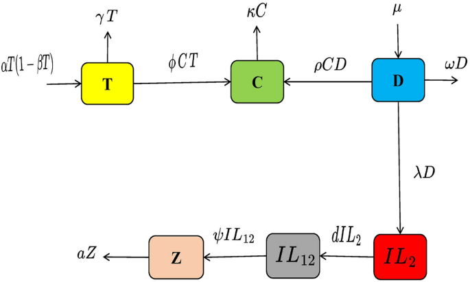 Fractional order cancer model infection in human with CD8+ T cells and ...