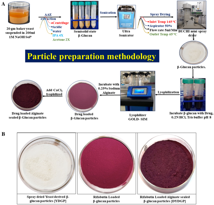 Rifabutin loaded inhalable β-glucan microparticle based drug delivery ...