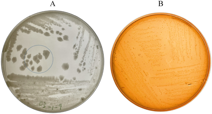 The isolation and identification of Bacillus velezensis ZN-S10 from ...