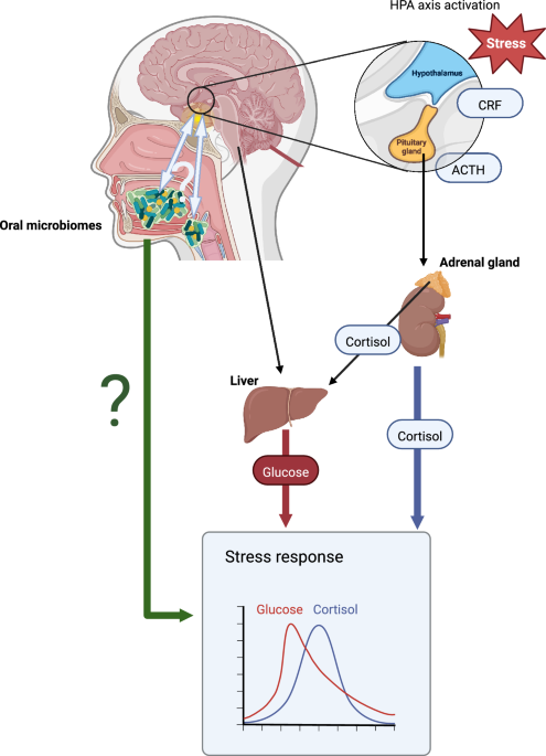 The oral microbiome is associated with HPA axis response to a ...