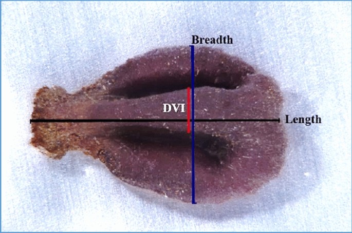 Setting the morphologic quality limits enabling accurate classification ...