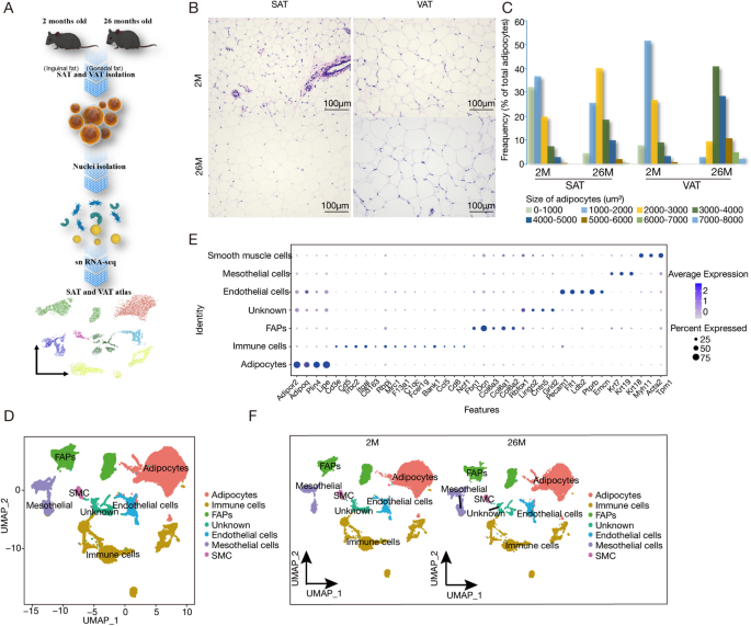 Dynamics of single-nuclei transcriptomic profiling of adipose tissue ...