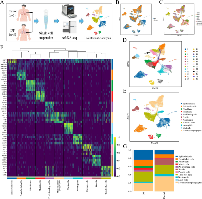 Single-cell RNA sequencing reveals special basal cells and fibroblasts ...