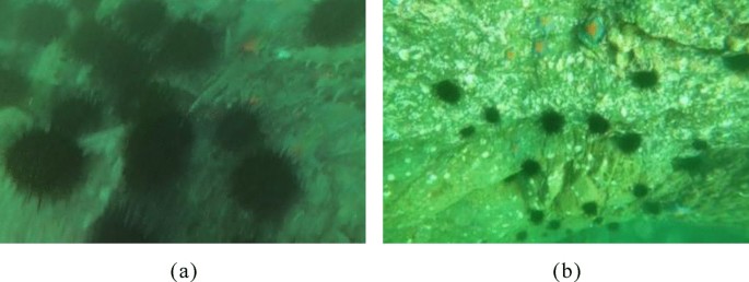 Underwater small target detection under YOLOv8-LA model | Scientific ...