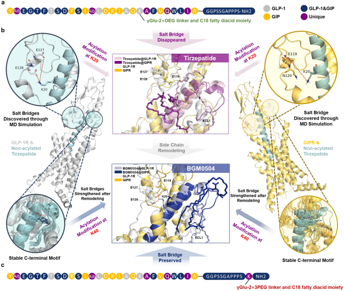 Molecular dynamics-guided optimization of BGM0504 enhances dual-target agonism for combating ...