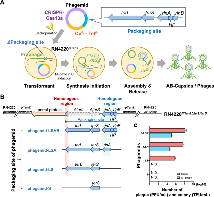 Efficient synthesis of CRISPR-Cas13a-antimicrobial capsids against MRSA ...