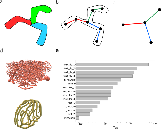 Three-dimensional shape and connectivity of physical networks ...