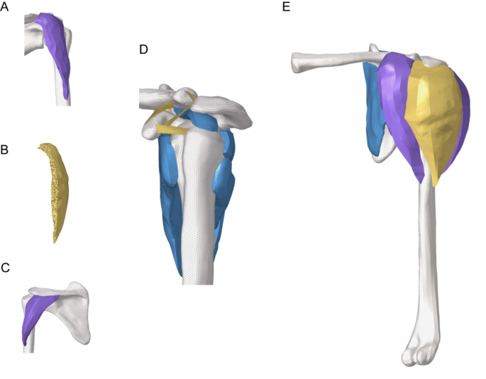 Biomechanical effects of deltoid muscle atrophy on rotator cuff tissue ...
