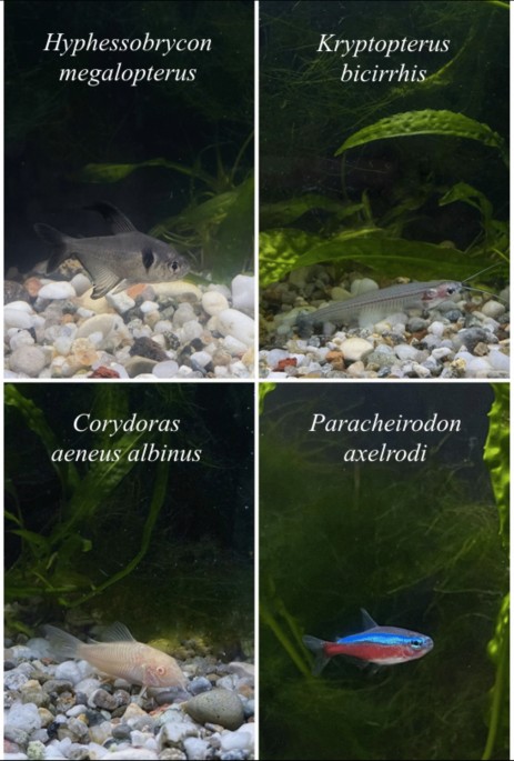 Do body colour and sociability impact scototaxis response of fish ...