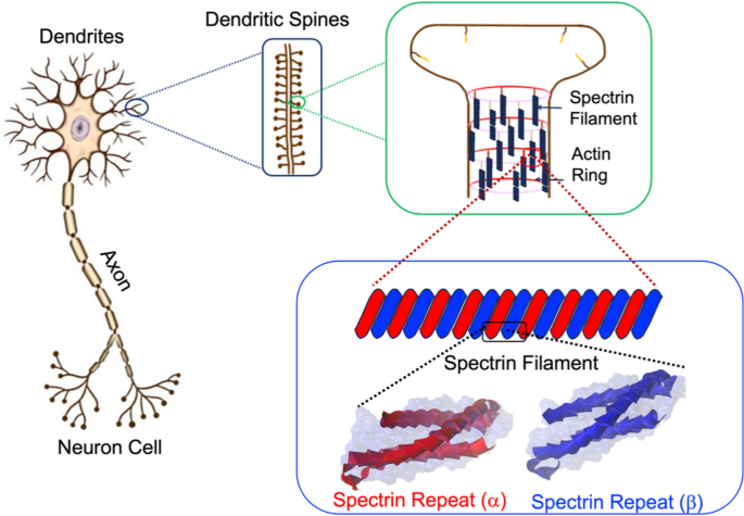 Mechanical characterization of spectrin at the molecular level ...