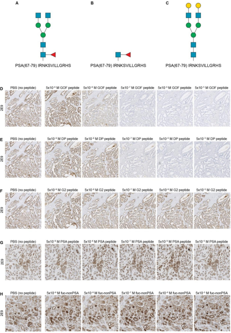 Development of a first-in-class antibody and a specific assay for α-1,6 ...