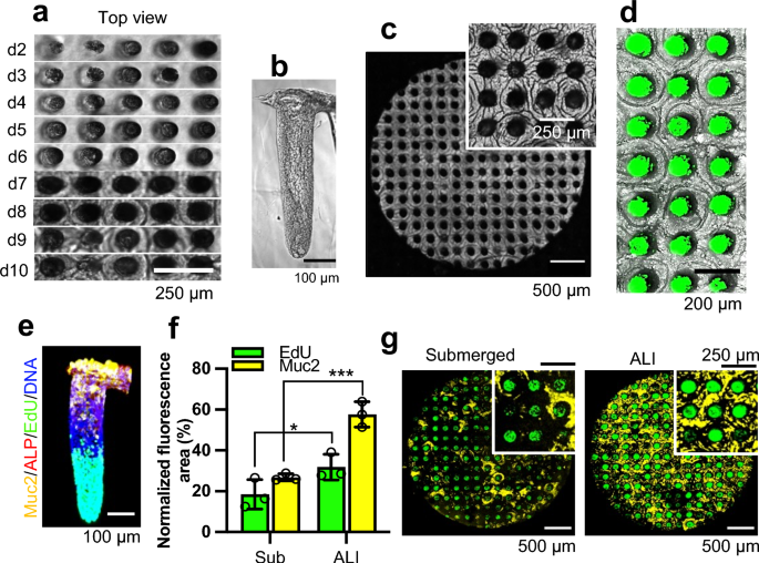 Creation of a spatially complex mucus bilayer on an in vitro colon ...