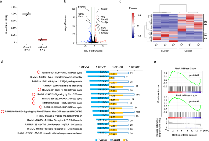 Gnao1 is a molecular switch that regulates the Rho signaling pathway in ...
