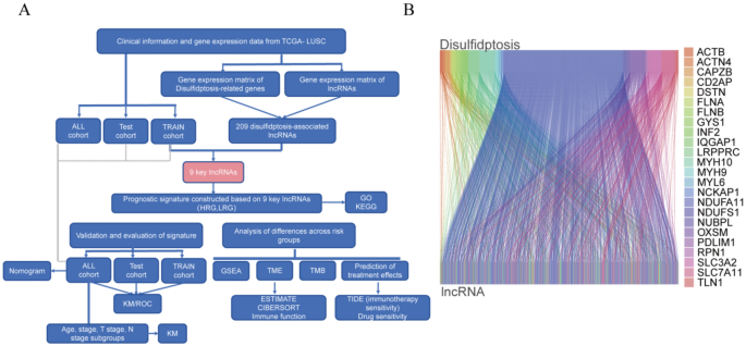 Development of a disulfidptosis-related lncRNA prognostic signature for enhanced prognostic ...