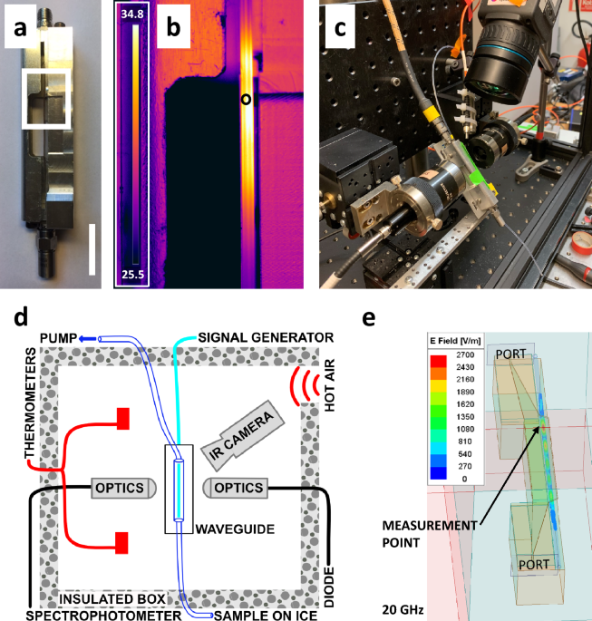 No observable non-thermal effect of microwave radiation on the growth ...