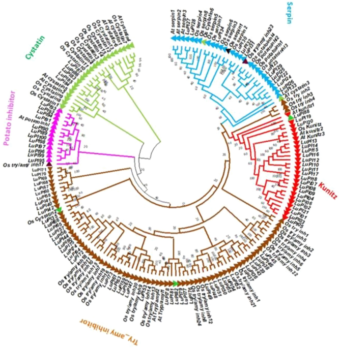 Comprehensive characterization of protease inhibiting gene family, cis ...