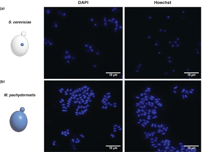 Enhanced visualization of nuclear staining and cell cycle analysis for ...