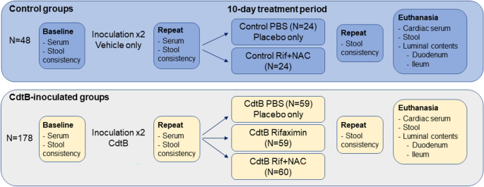 Low dose rifaximin combined with N-acetylcysteine is superior to ...